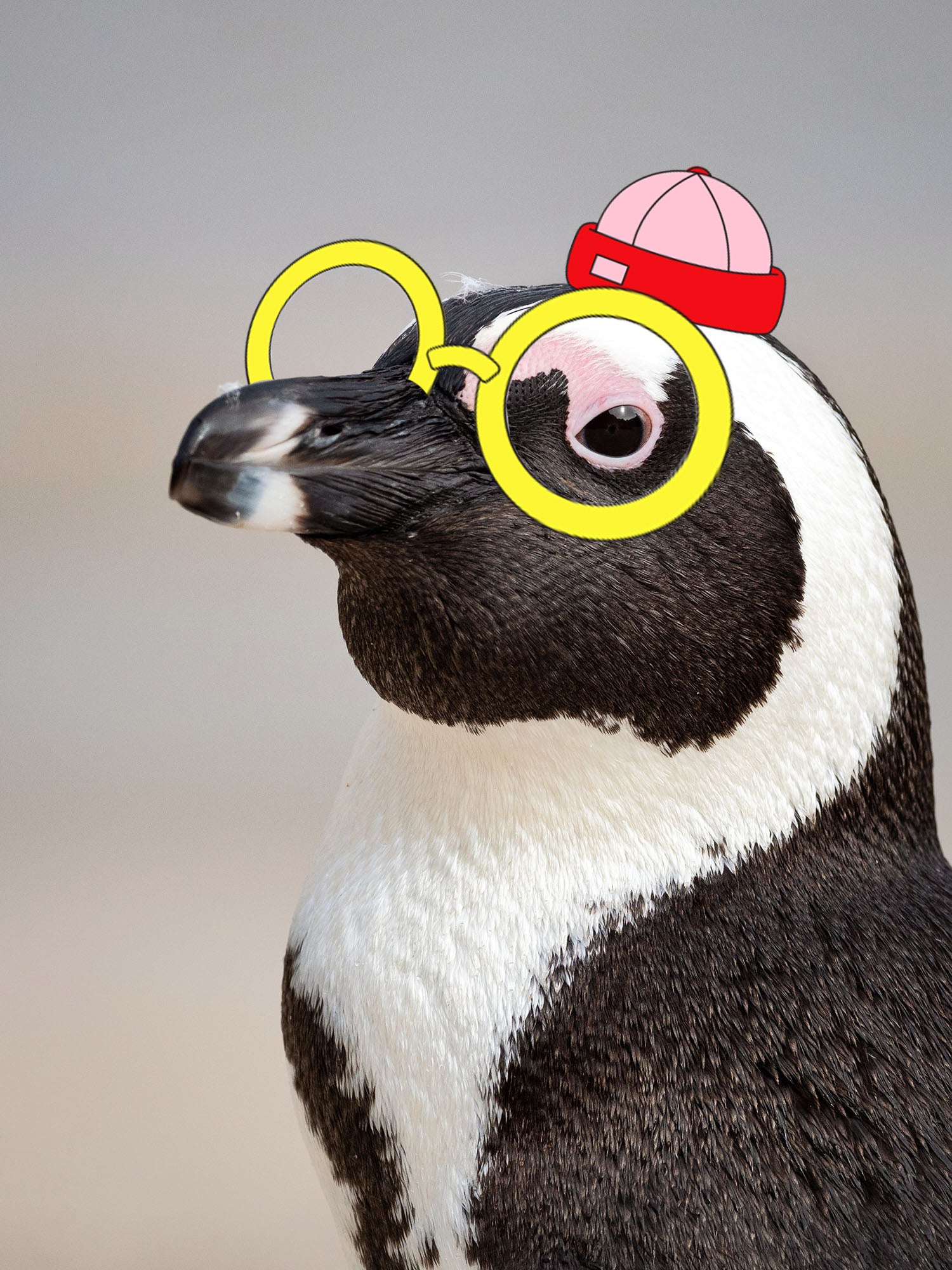 A penguin with glasses? These 5 animals have perfect vision – Manti Manti